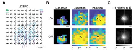 Development Of Direction Selectivity — Feller Lab