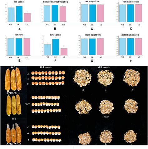 Agronomic Trait Of Wild Type And Transgenic Maize A Ear Kernel B Download Scientific Diagram