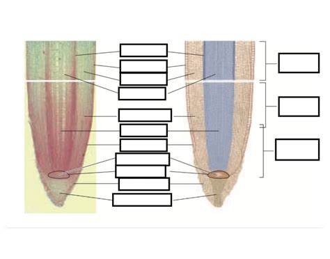 Parts Of A Root Quiz