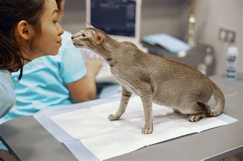 Feline Hyperthyroidism Pets24