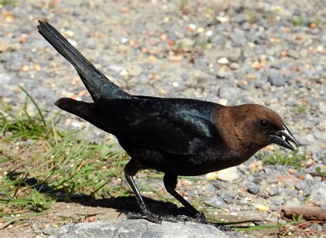 30 Free Cowbird And Brown Headed Cowbird Images Pixabay