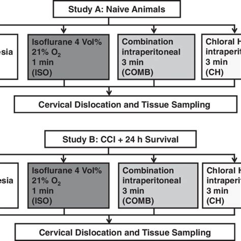 Treatment Groups Four Common Euthanasia Protocols Were Used For Rna
