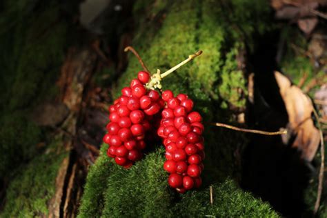 北五味子图片素材 北五味子设计素材 北五味子摄影作品 北五味子源文件下载 北五味子图片素材下载 北五味子背景素材 北五味子模板下载 搜索中心