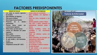 La Sanidad Y Enfermedades En Caprinospptx