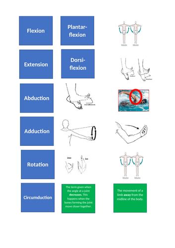 Classification Of Joints And Joint Movement Lesson Teaching Resources