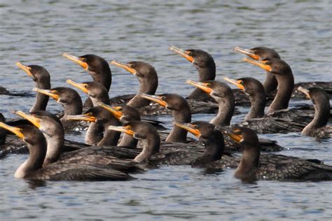 Cormorants Up Close Learn All About One Of Our Most Unique Birds