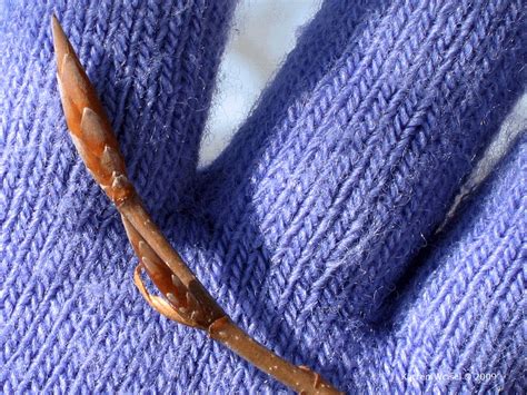 Fagus Sylvatica European Beech Tree Photo Gallery