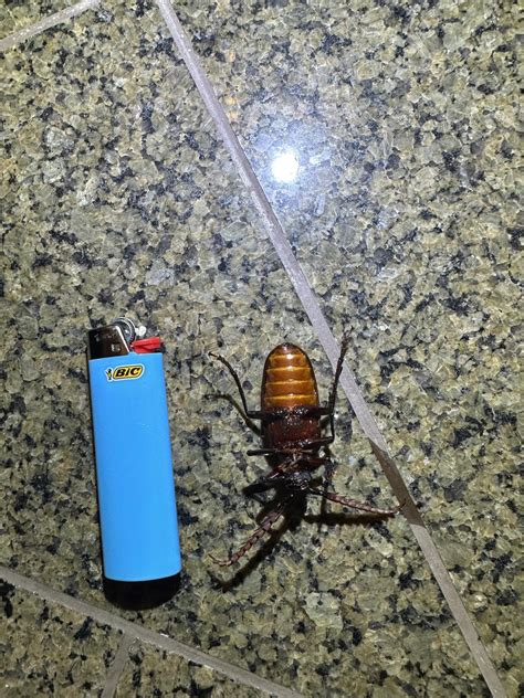 Biggest Cockroach Ive Seen But Is It Even A Roach Rwhatsthisbug