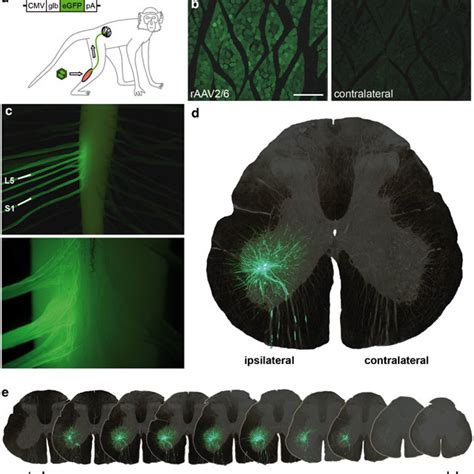 Adeno Associated Virus Aav Replication Cycle And Formation Of Dimeric Download Scientific