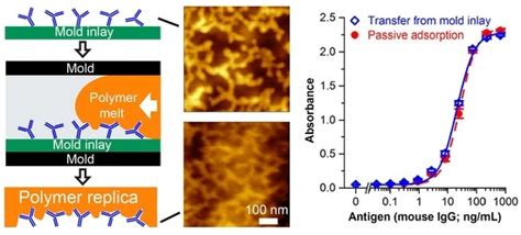 Polymers Free Full Text Immobilization Of Active Antibodies At Polymer Melt Surfaces During