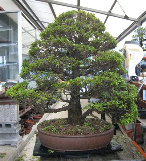 Hinoki Cypress Varieties Hinoki Chamaecyparis Sp Nichigo Bonsai
