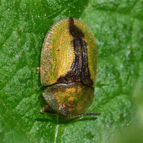 Cassida Vibex 2023 05 11 Fulbourn Fen Keith Edkins Flickr
