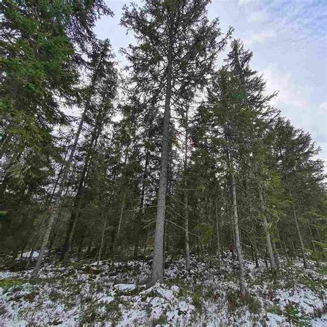 Meža Cirsmu Birža Un Izsoles E Silva