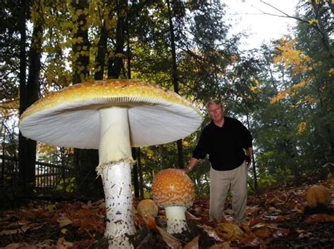 Giant Forest Mushrooms