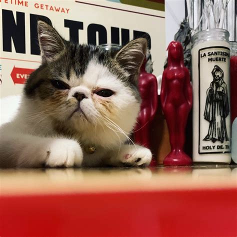 Boy George The Cat Boygeorgethecat Posts X