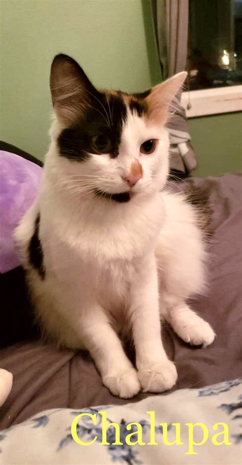 Chalupa Clear Creek Cat Rescue