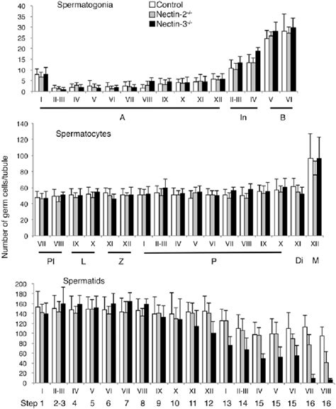 An Analysis Of The Numbers Of Different Spermatogenic Cell Types In