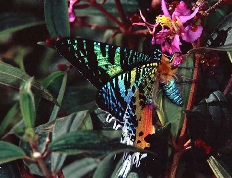 Different Types Of Moths Moth Species