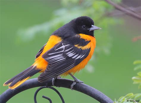 Oriole Bird