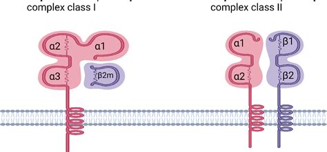 Figure 2 From Polymorphism Of Hla And Susceptibility Of Breast Cancer Figure 2 From Polymorphism Of Hla And Susceptibility Of Breast Cancer
