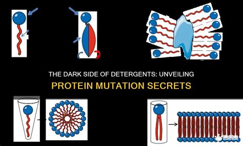 The Dark Side Of Detergents Unveiling Protein Mutation Secrets Medshun