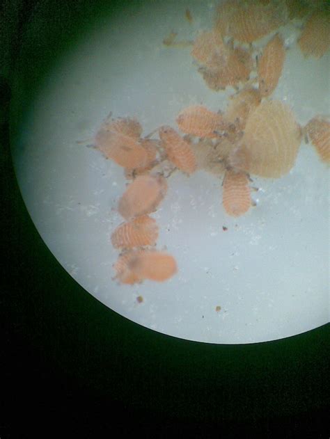 106 Questions With Answers In Soil Ecology Science Topic