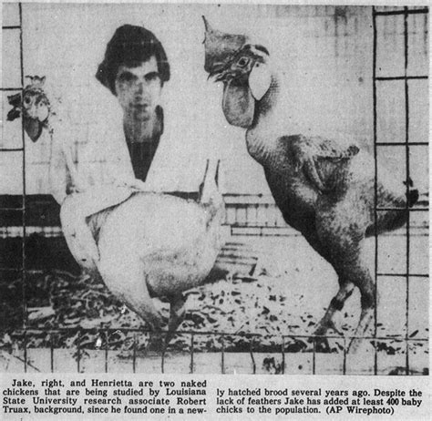 Kfc Featherless Chickens Does Kfc Use Mutant Chickens