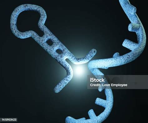 Micrornas Ditranskripsikan Dari Dna Oleh Rna Polimerase Foto Stok