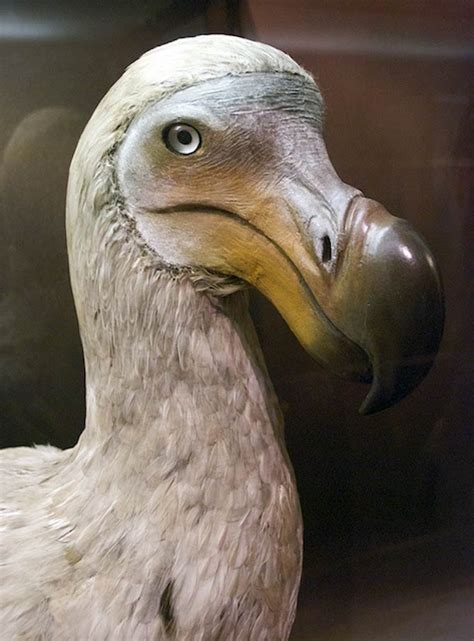Dodo Raphus Cucullatus