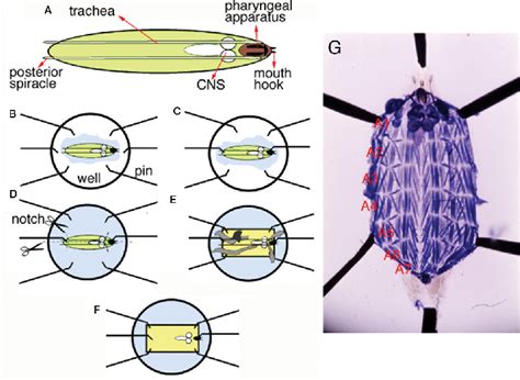 Figure 1 From Dissection Of Drosophila Larval Body Wall Muscles