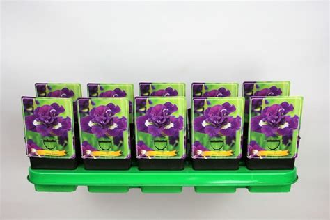 Iris Sibirica Kaboom — Plant Wholesale Floraccess