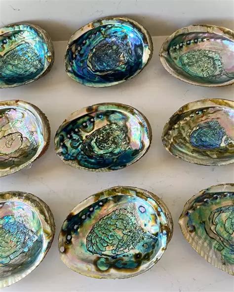 Abalone Shell Smudge Bowl Tumbled Earth