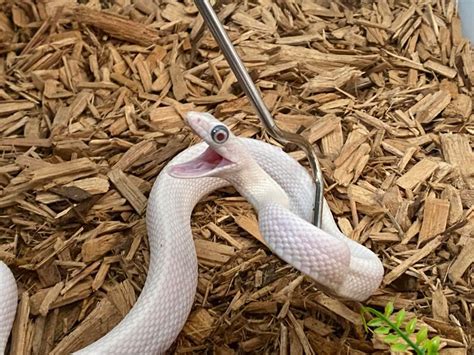 13 Snake Species Ideal For Pets—and 11 That Are Too Risky Exploring