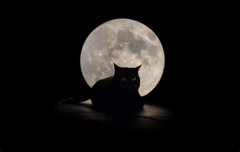 Black Cat Moon Wallpapers Top Free Black Cat Moon Backgrounds