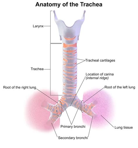 Respiratory System Bronchi