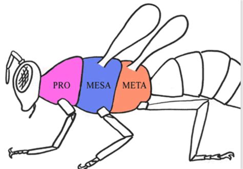 Entomoloy Lecture 4 Insect Anatomy Thorax Flashcards Quizlet