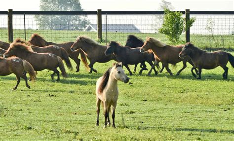 Small Size Big Deal Uk Welcomes New Miniature Stallion The Horse