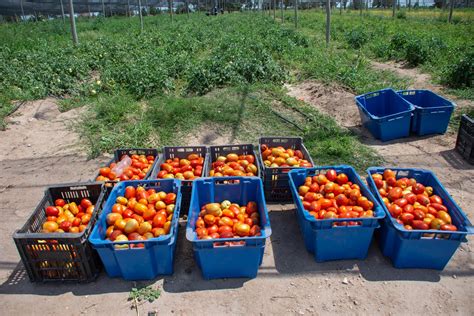 Ansl Cosecha De Tomates En “sol Puntano” 500 Kilos Por Hilera 70