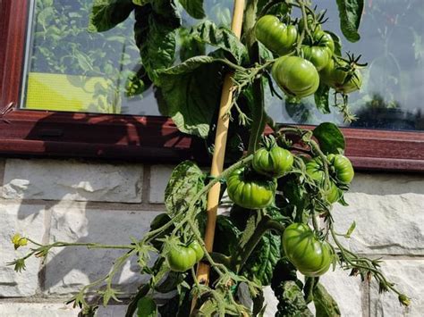 Seedless Tomatoes R Tomatoes