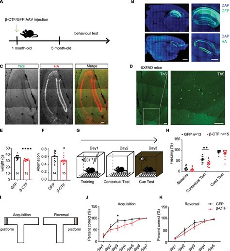 App β Ctf Triggers Cell Autonomous Synaptic Toxicity Independent Of Aβ Elife