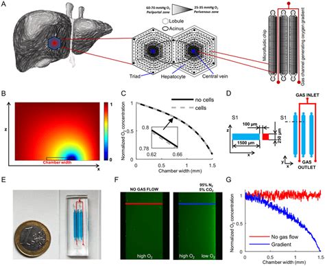 Microfluidic Chip Design And Oxygen Gradient Validation A