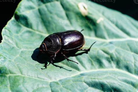 Female Rhinoceros Beetle Oryctes Nasicornis In The Garden 11572932