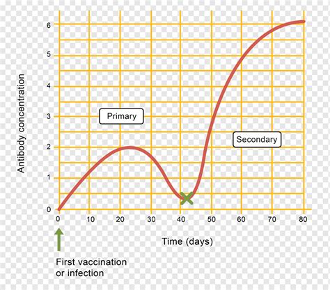Immune Response Graph