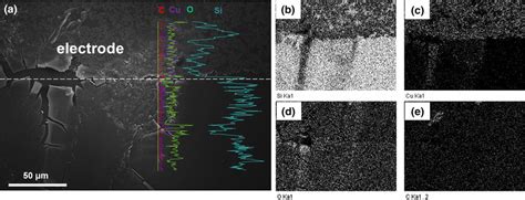 A Fe Sem Micrograph Of The Ecm Dendrites With Eds Line Profile Results