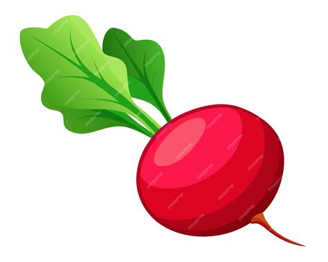 Red Radish Clip Art Realistic Vector Illustration Of Fresh Radish With