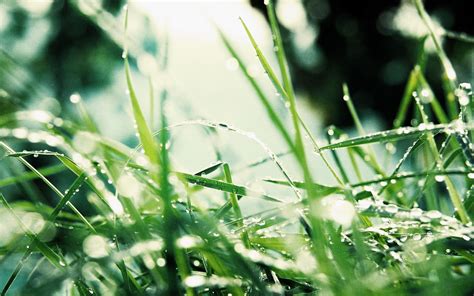 My Best Wallpapers Grass