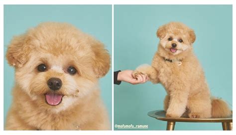 Pomapoo Full Grown Black