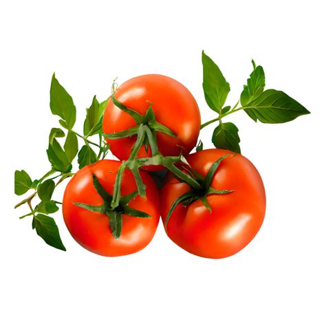 Tomato Leaf Pngs For Free Download