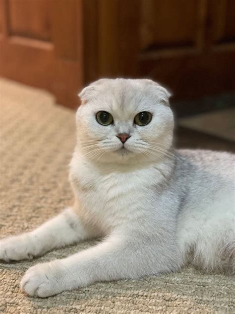 24 Charming Blonde Cat Breeds Youll Instantly Fall In Love With