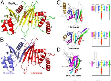 Figure 2 From Structure Of A Peppeespg Complex From Mycobacterium